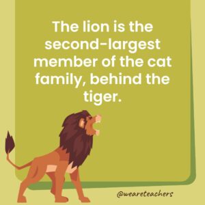 25 Roaringly Fun Facts About Lions
