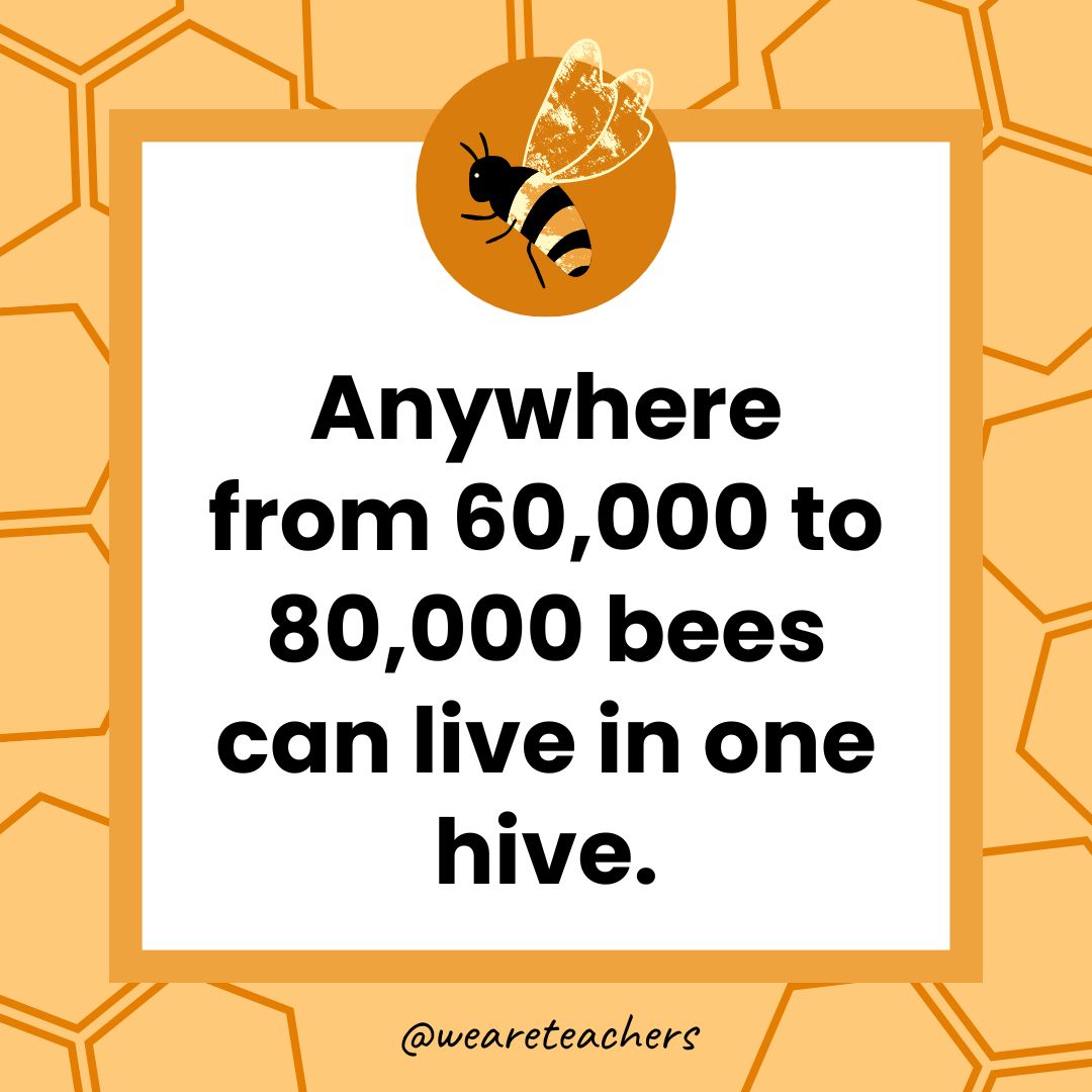 36 Buzzworthy Facts About Bees