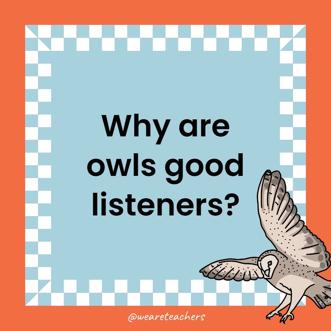 80 Owl Jokes That Are a Hoot