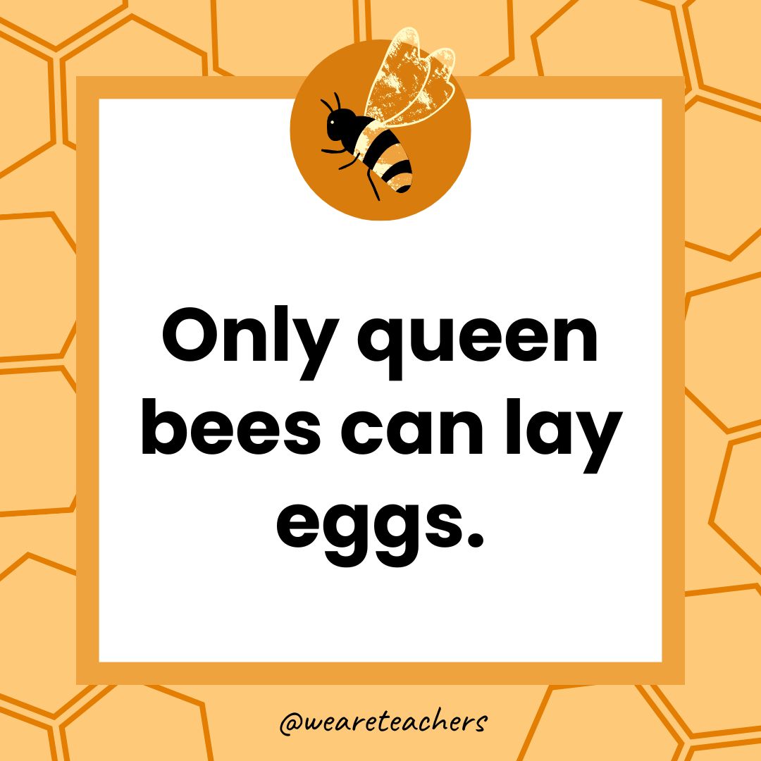 36 Buzzworthy Facts About Bees