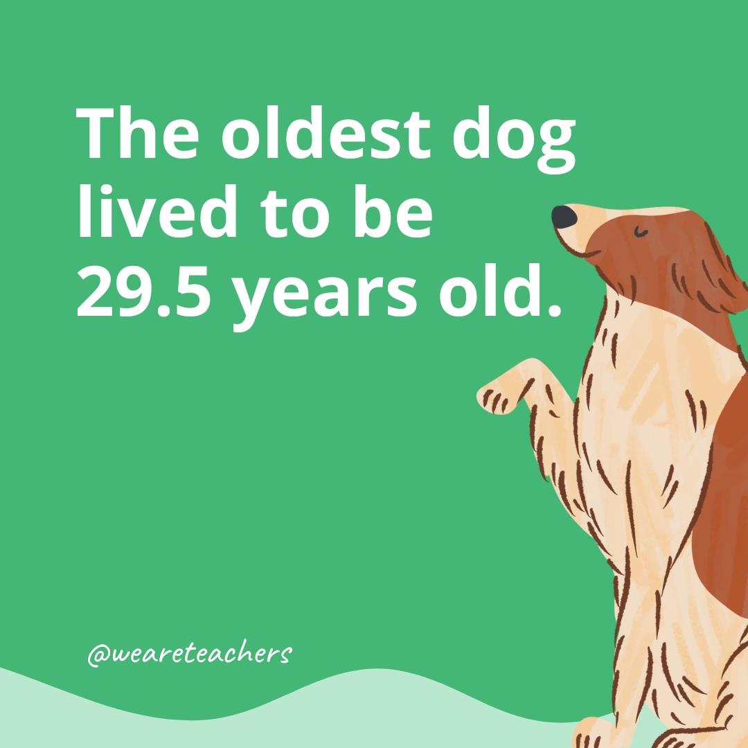 25 Tail-Wagging Dog Facts for Kids of All Ages
