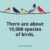 25 Incredible Bird Facts That Help Learning Take Flight