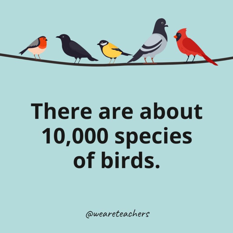 25 Incredible Bird Facts That Help Learning Take Flight
