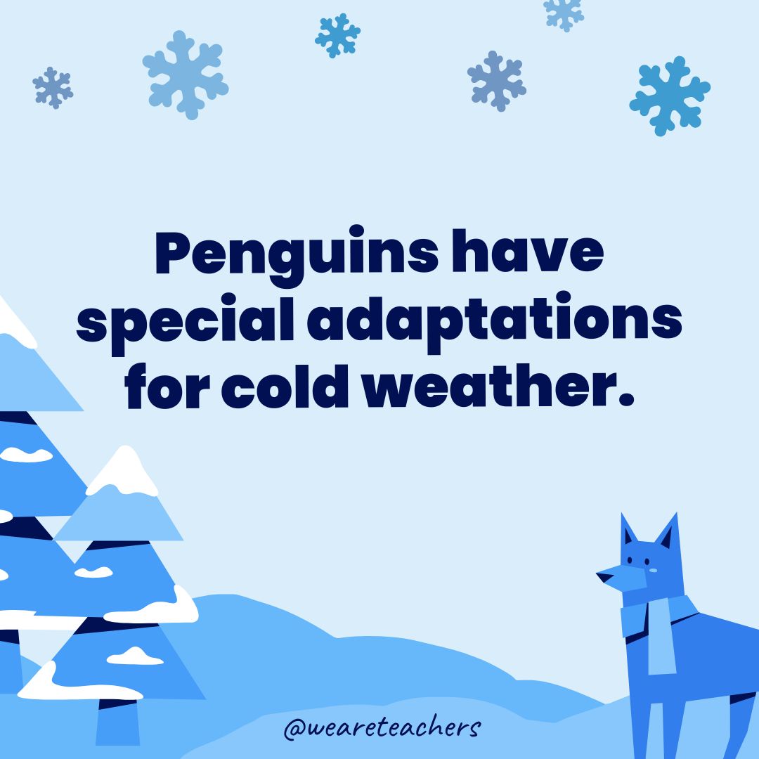 25 Fun and Fascinating Facts About Winter