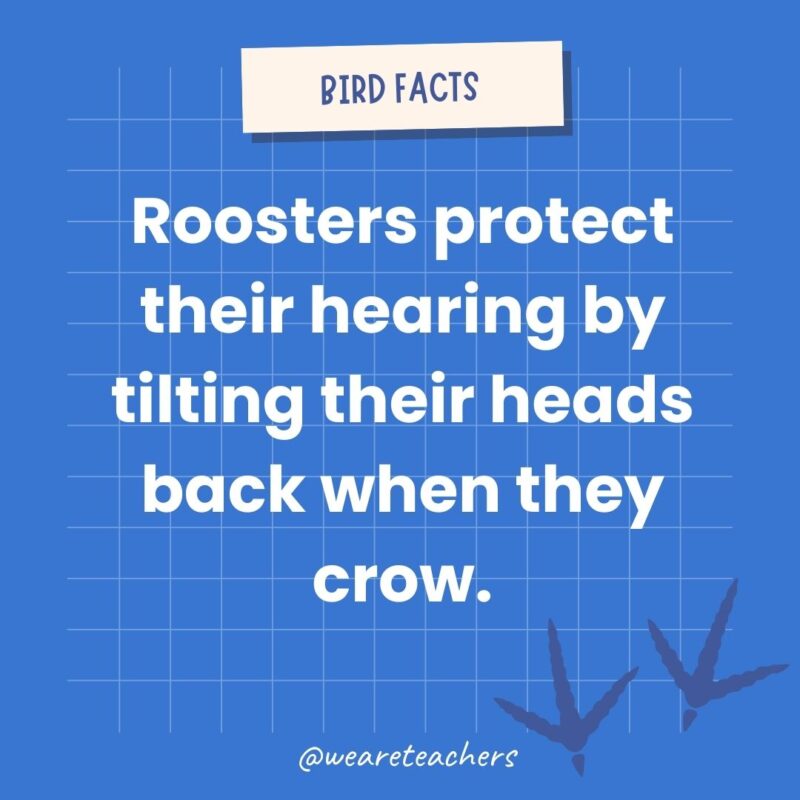 300+ Fascinating Animal Facts That Will Amaze You