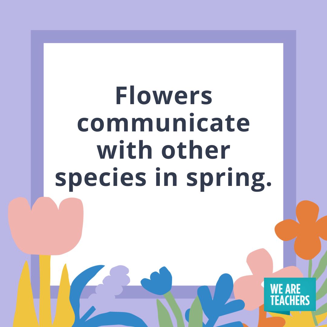 25 Fun Facts About Spring To Brighten Your Day