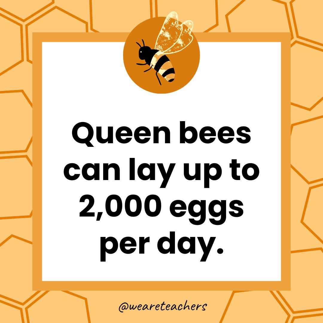 36 Buzzworthy Info About Bees - Faberk