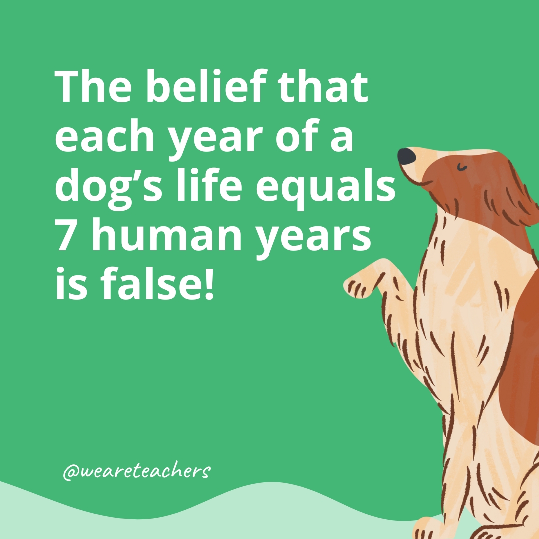 25 Tail-Wagging Dog Facts for Kids of All Ages