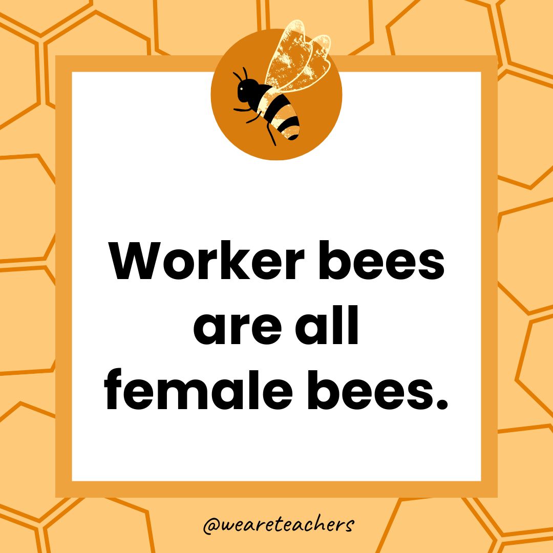 36 Buzzworthy Facts About Bees