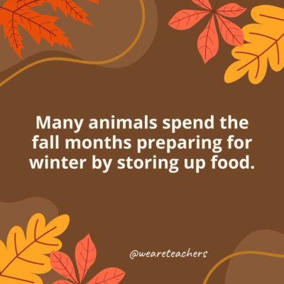 20 Fun and Fascinating Facts About Fall