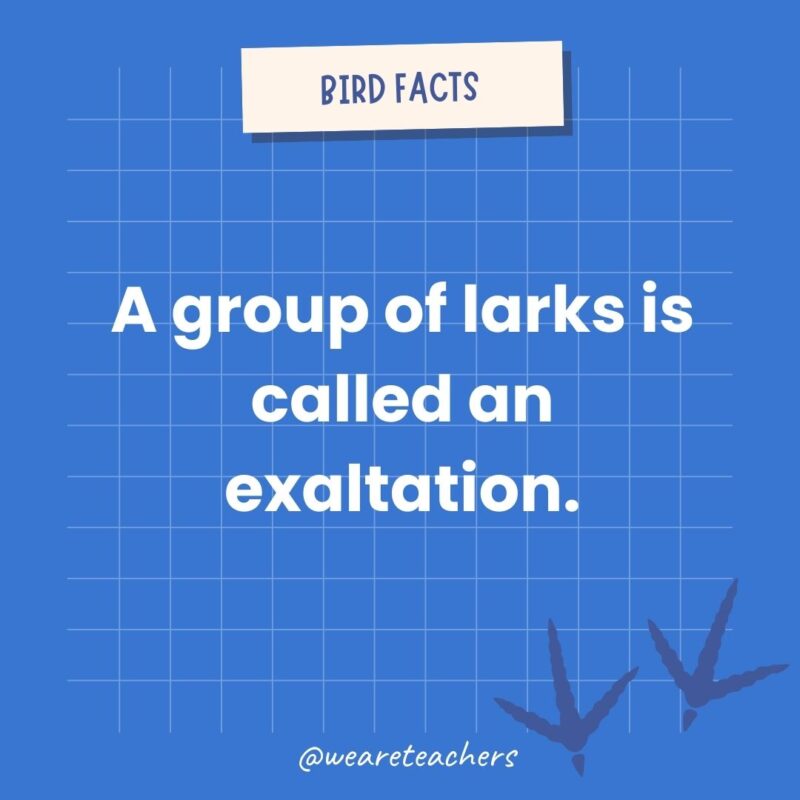 300+ Fascinating Animal Facts That Will Amaze You - September 2025