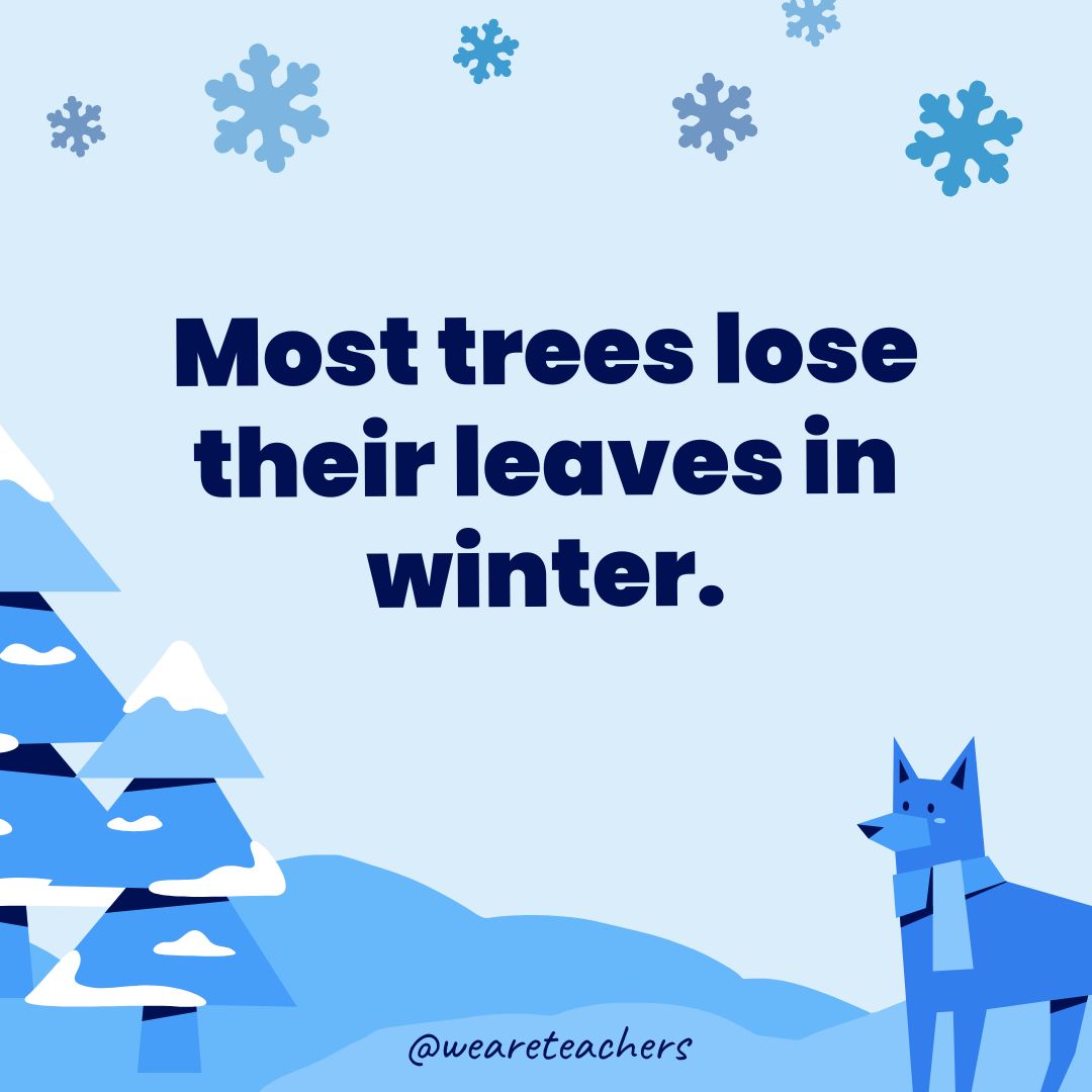 25 Fun and Fascinating Facts About Winter