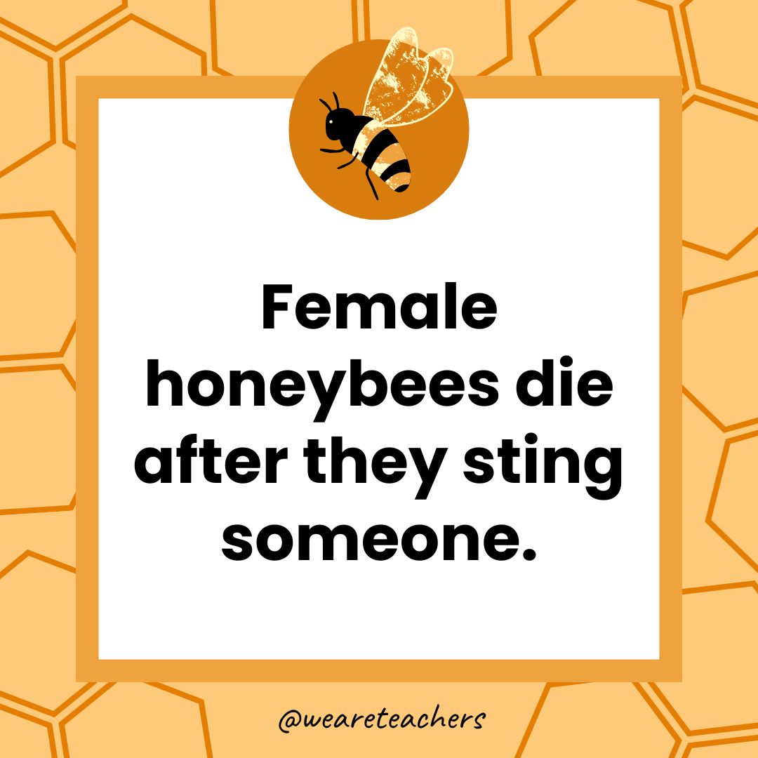 36 Buzzworthy Facts About Bees