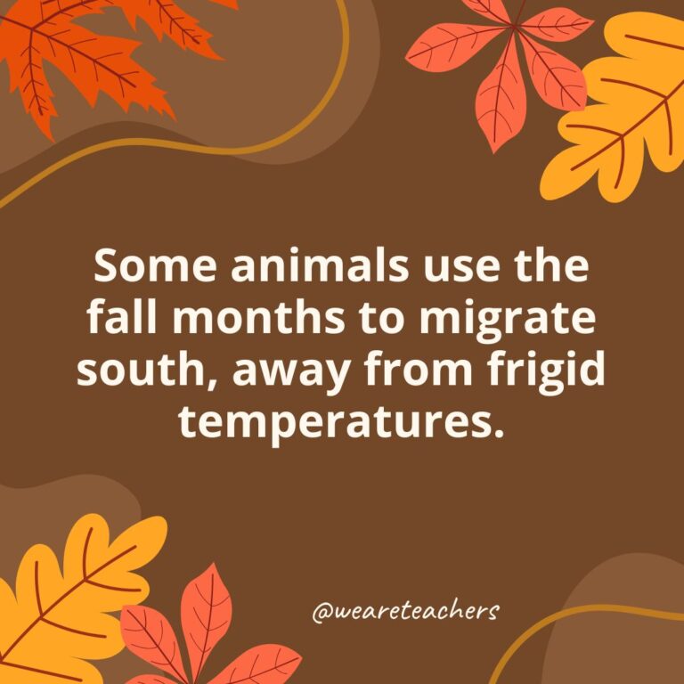 20 Fun and Fascinating Facts About Fall