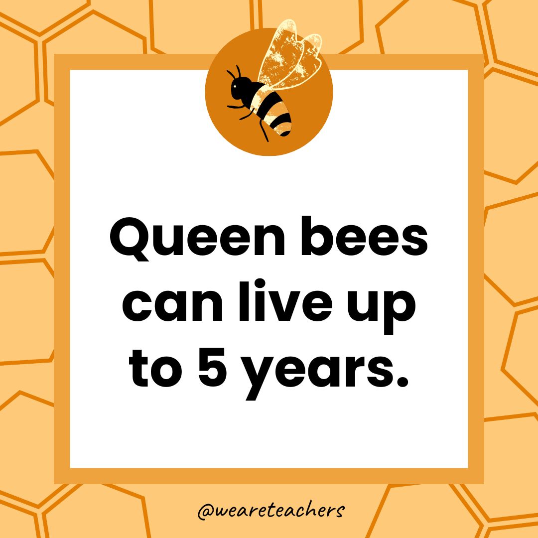 36 Buzzworthy Facts About Bees