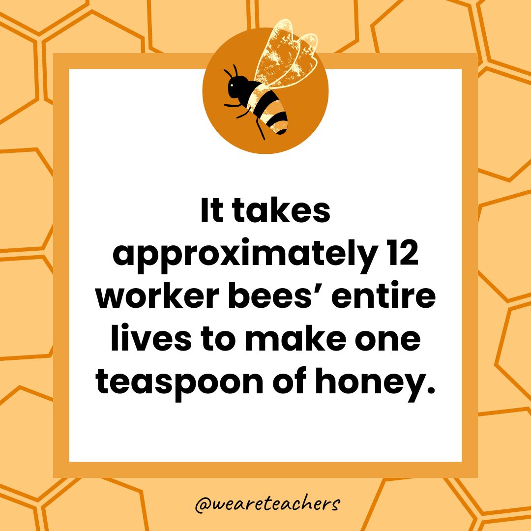 36 Buzzworthy Facts About Bees