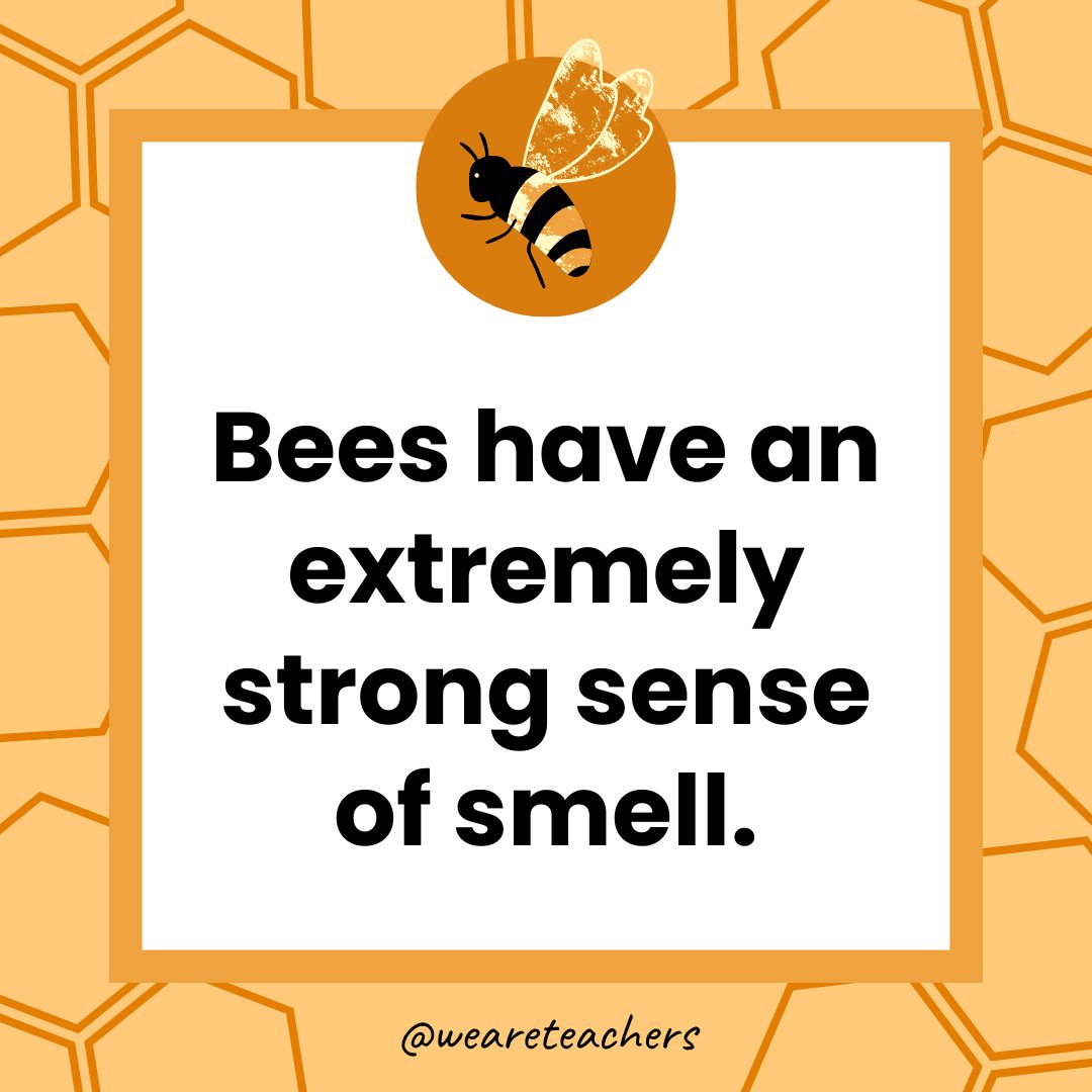 36 Buzzworthy Facts About Bees