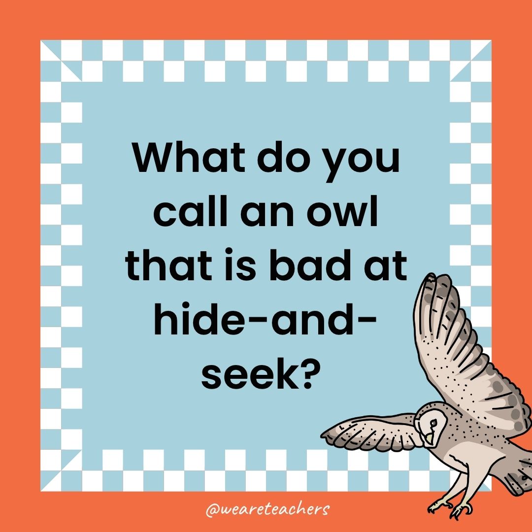 80 Owl Jokes That Are a Hoot