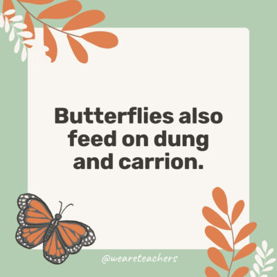 35 Fascinating and Fun Facts About Butterflies