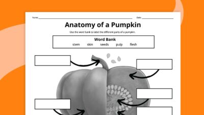 Pumpkin Life Cycle Worksheets for Kids (Free Printables)