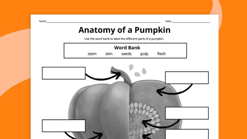 Pumpkin Life Cycle Worksheets for Kids (Free Printables)