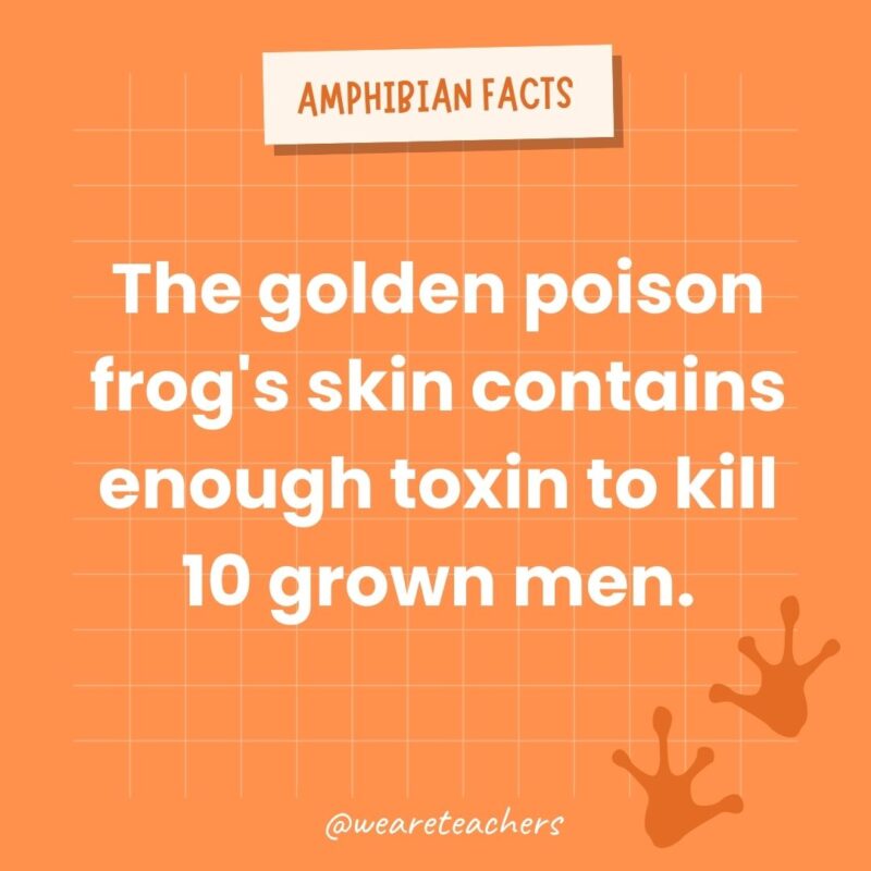 300+ Amazing Animal Facts for Kids