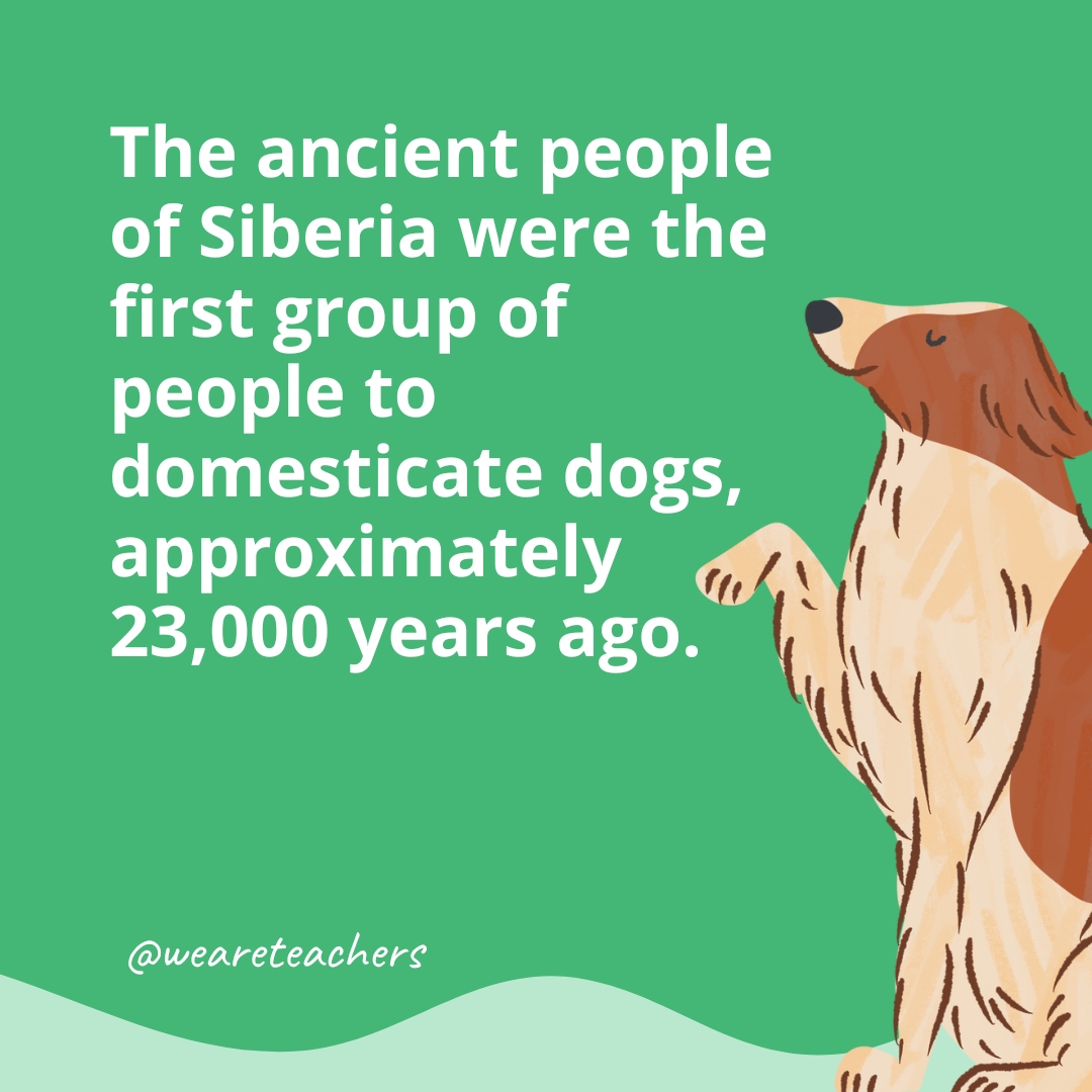 25 Tail-Wagging Dog Facts for Kids of All Ages