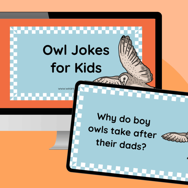 80 Owl Jokes That Are a Hoot