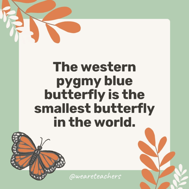 35 Fascinating and Fun Facts About Butterflies