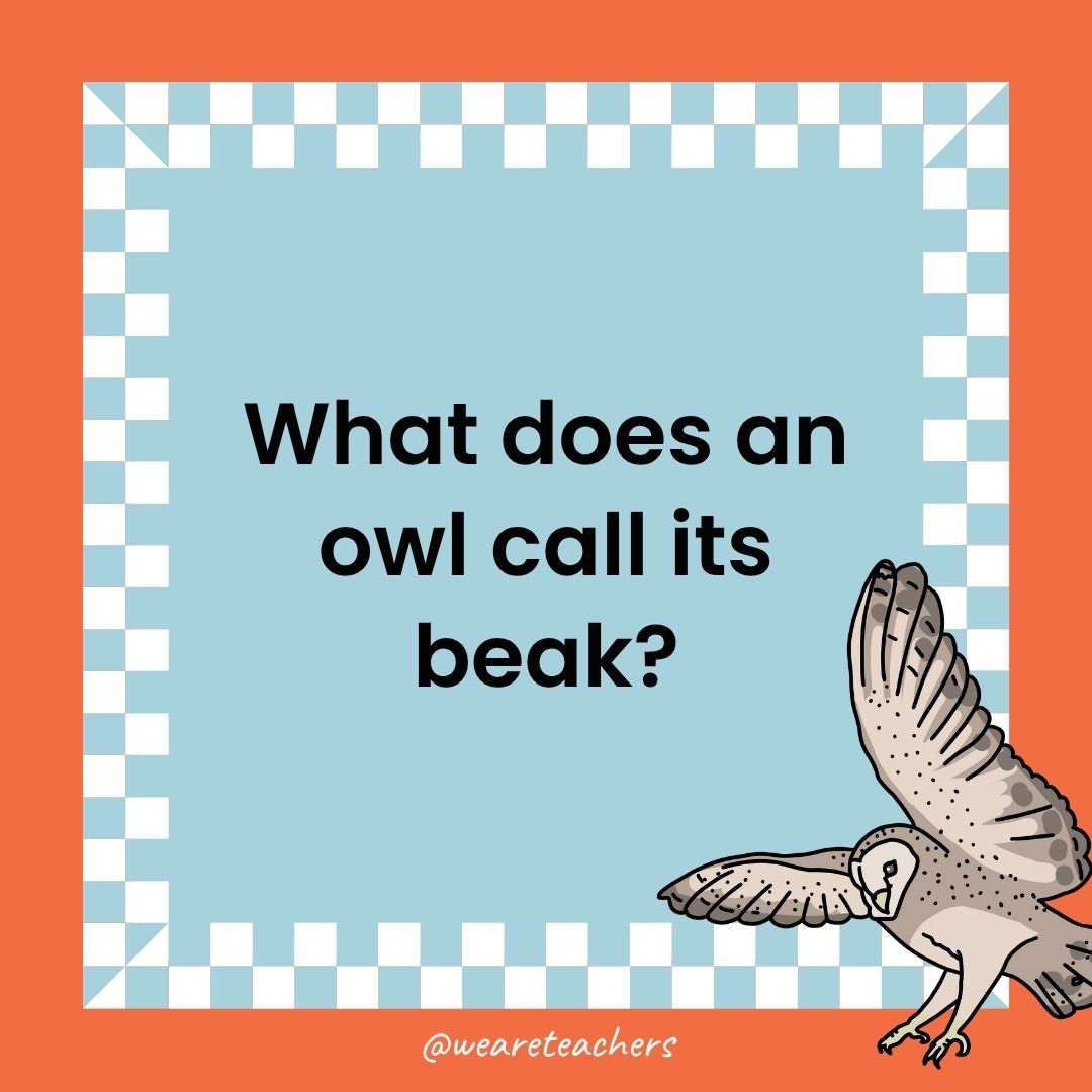 80 Owl Jokes That Are a Hoot