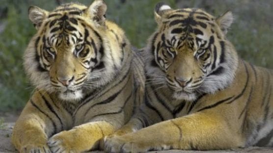 Virtual Field Trip to the San Diego Zoo - We Are Teachers