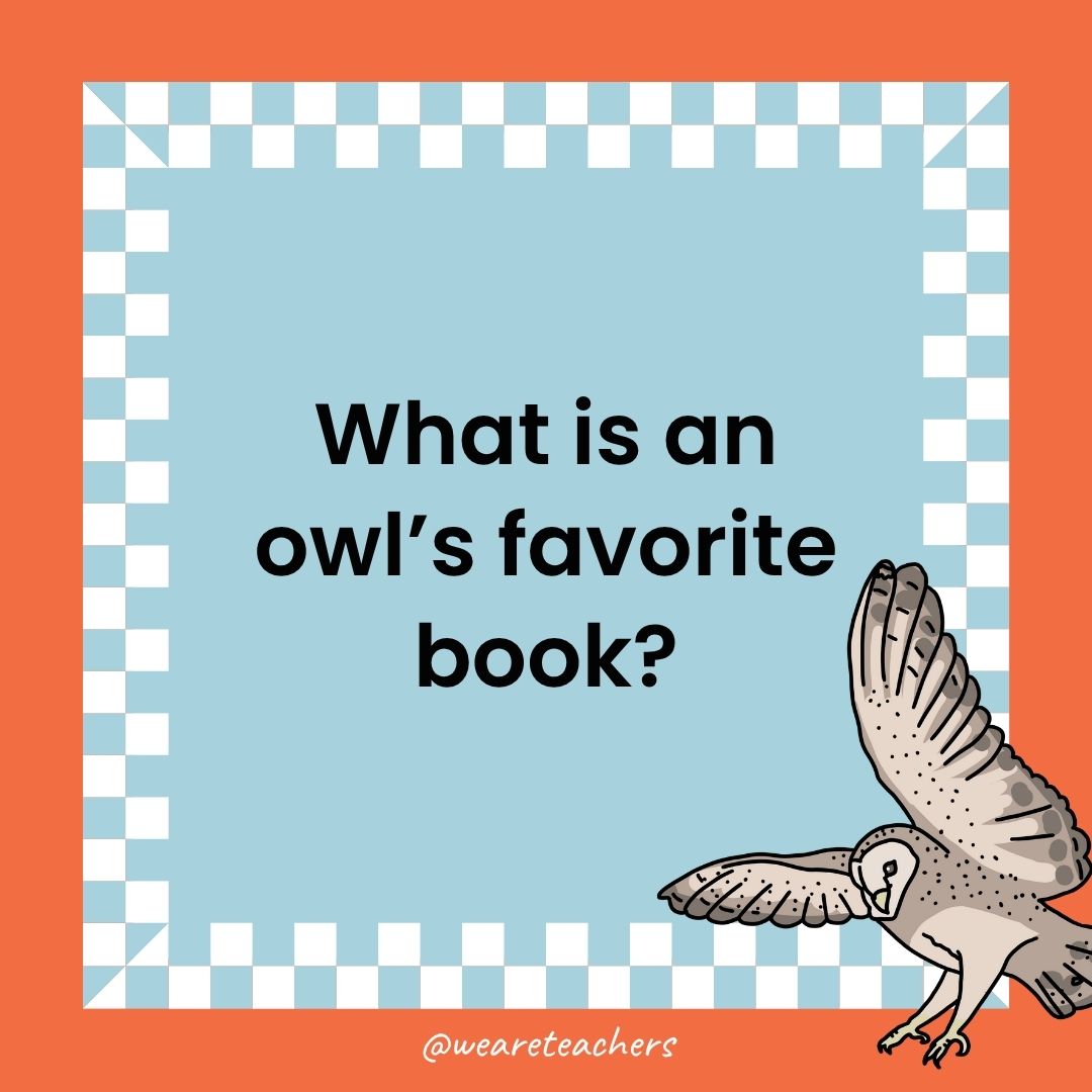 80 Owl Jokes That Are a Hoot