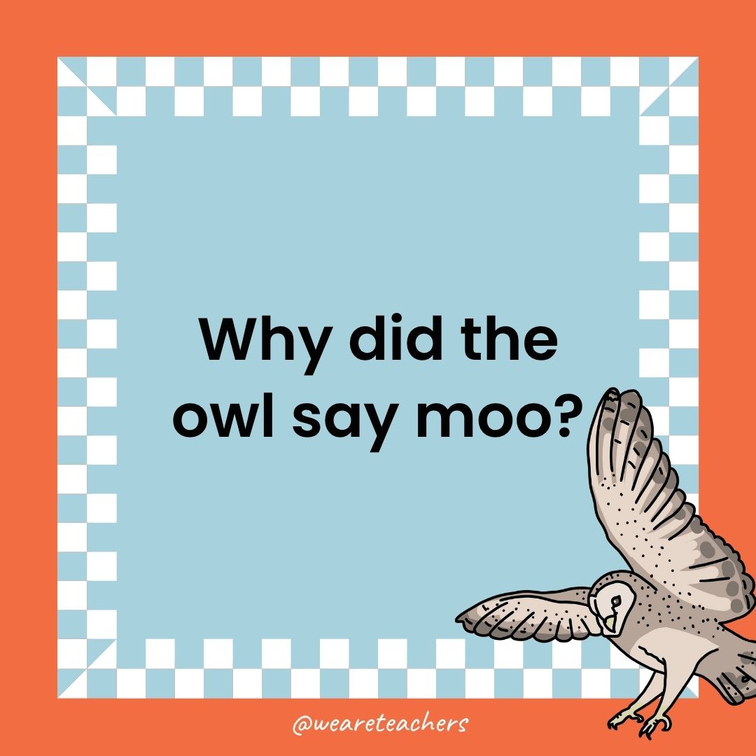 80 Owl Jokes That Are a Hoot