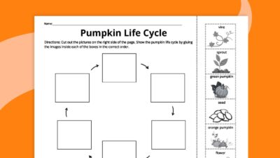 Pumpkin Life Cycle Worksheets for Kids (Free Printables)