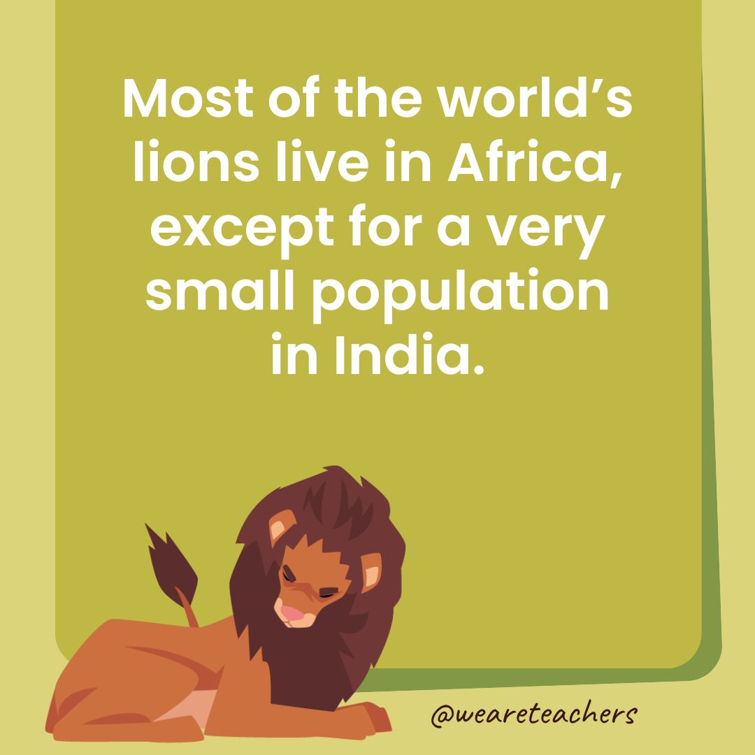 25 Roaringly Enjoyable Information About Lions - Faberk