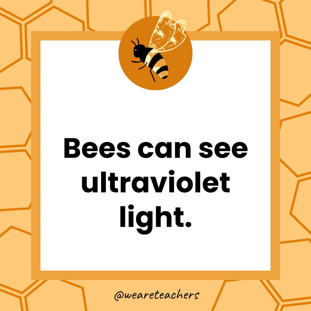 36 Buzzworthy Facts About Bees