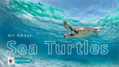 34 Ocean Activities, Experiments, and Crafts for Kids To Dive Into