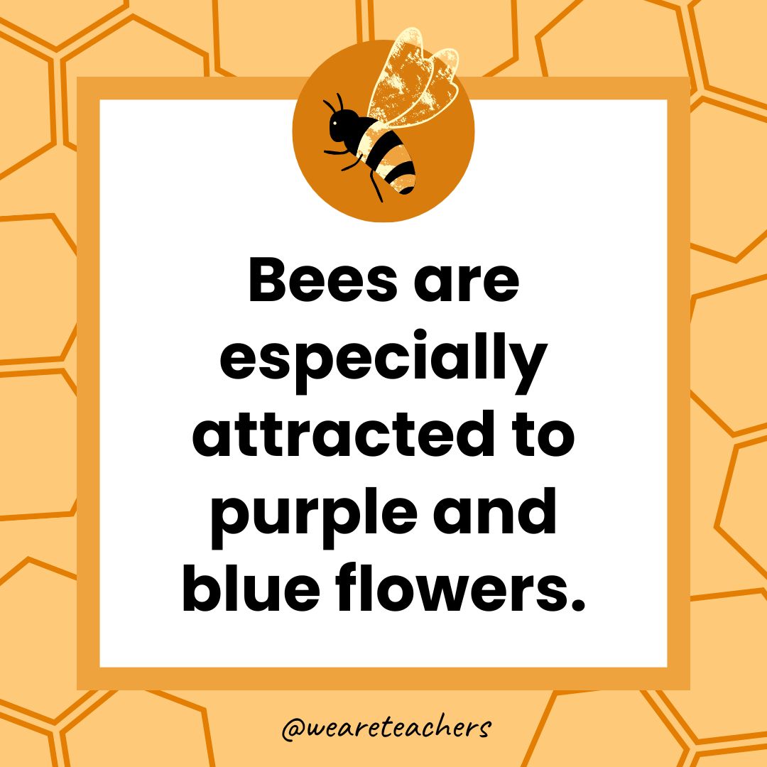 36 Buzzworthy Facts About Bees