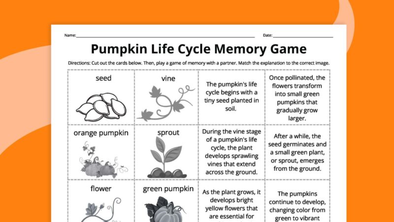 Pumpkin Life Cycle Worksheets for Kids (Free Printables)