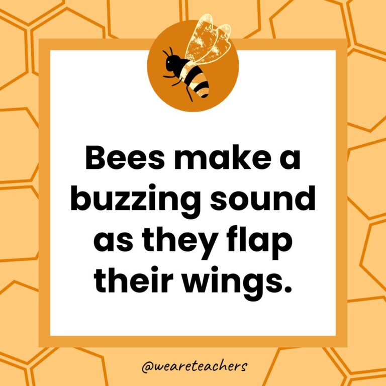 36 Buzzworthy Facts About Bees