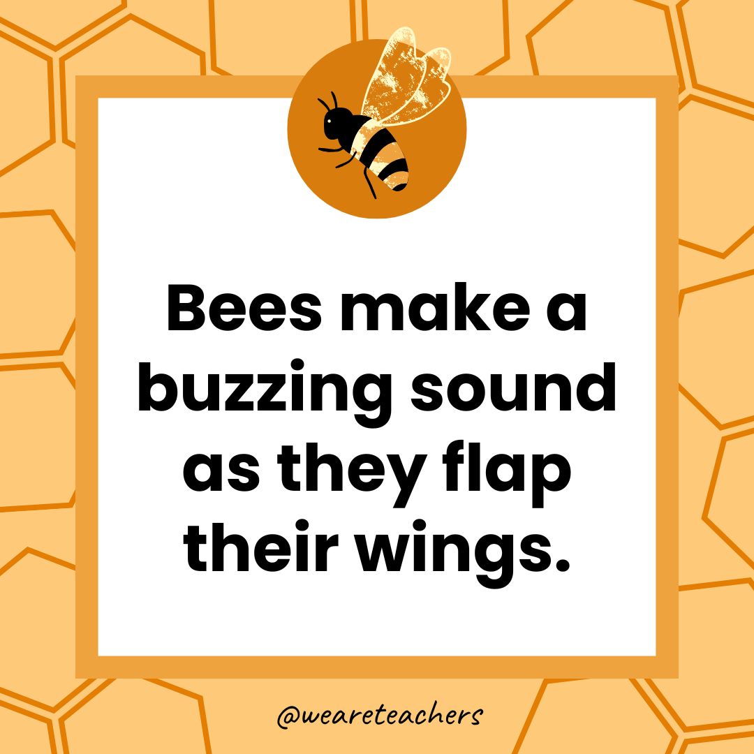 36 Buzzworthy Facts About Bees