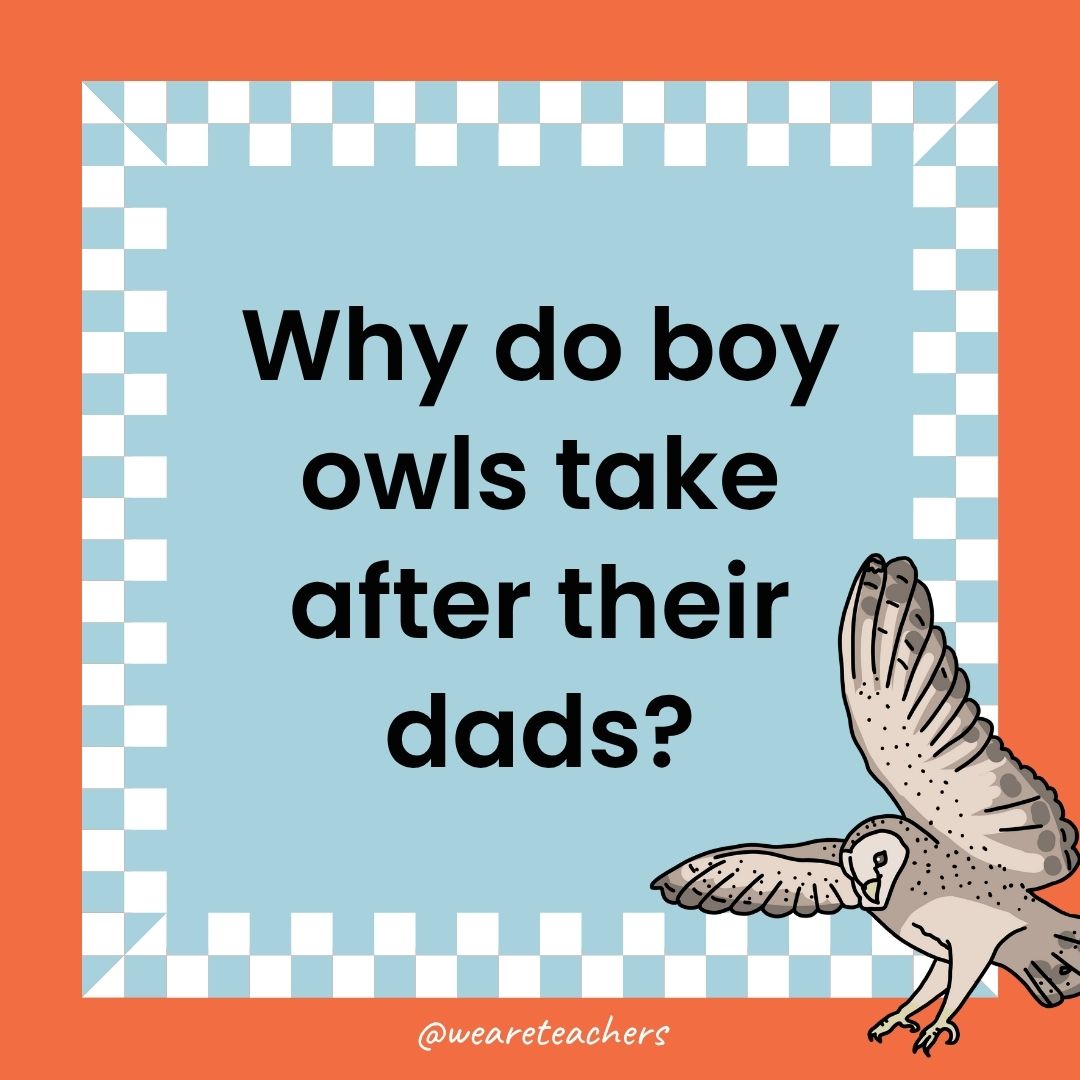 80 Owl Jokes That Are a Hoot