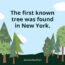 55 Fascinating Facts About Trees for Kids