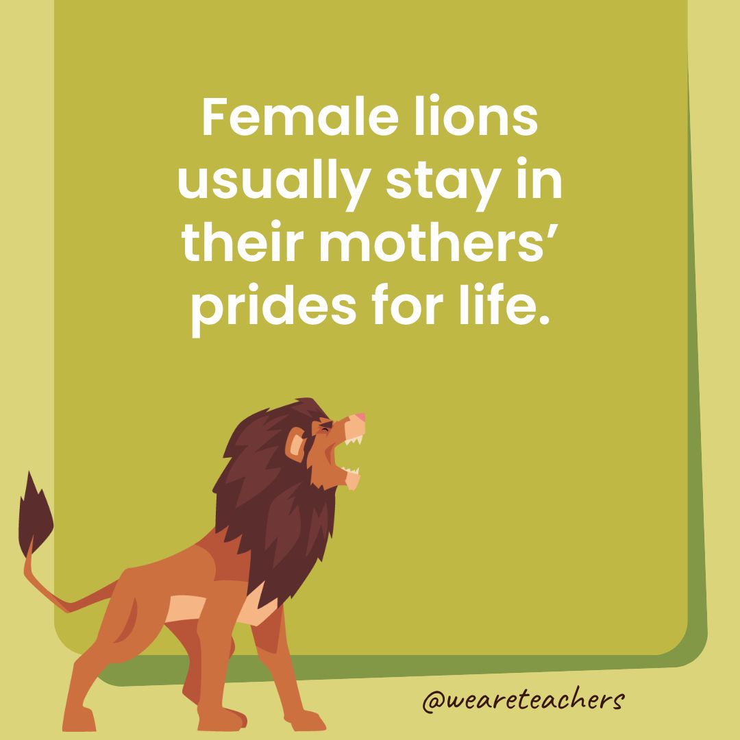 25 Roaringly Fun Facts About Lions