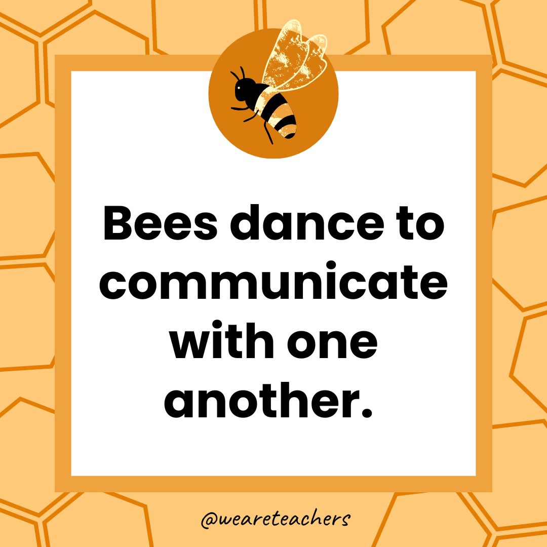 36 Buzzworthy Facts About Bees