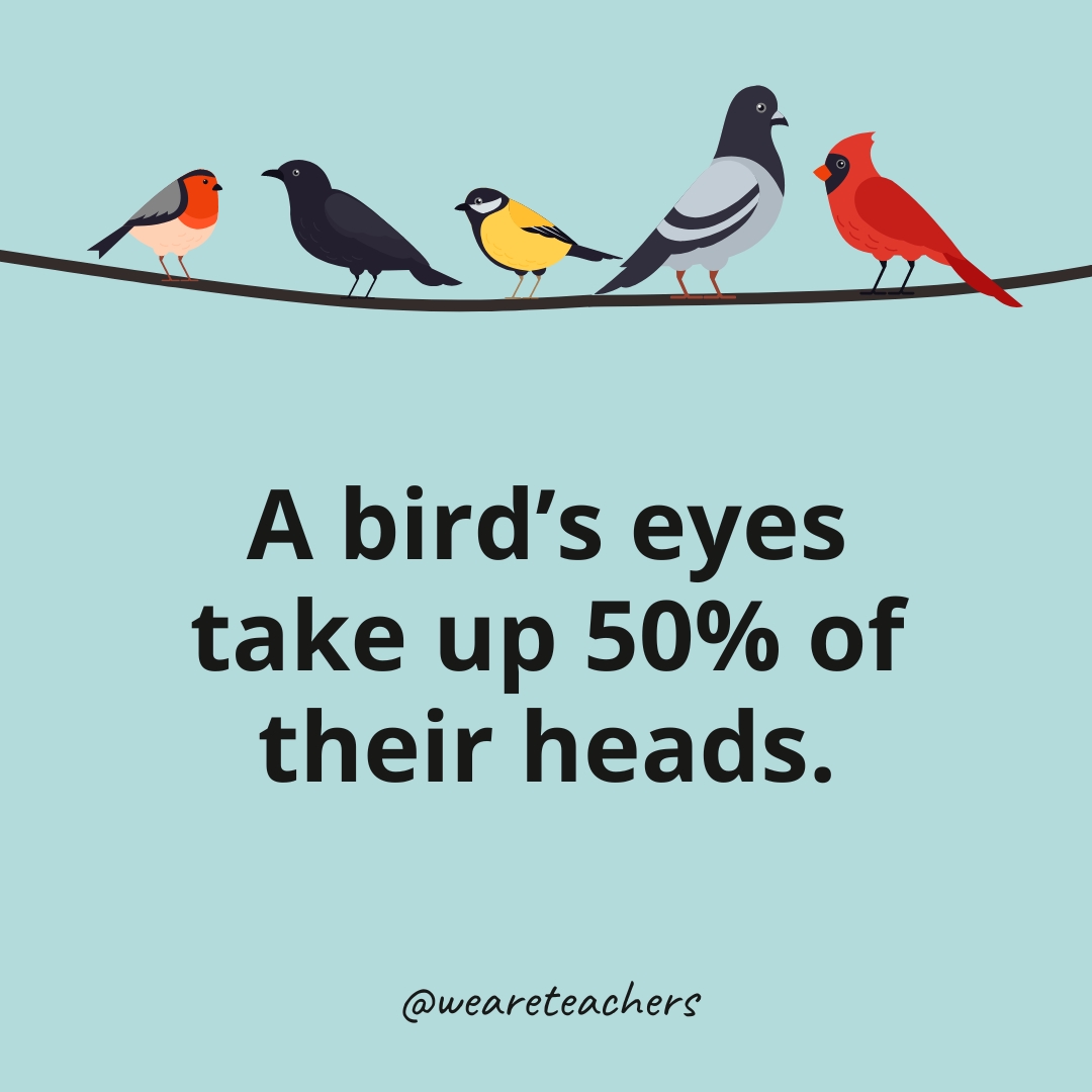 25 Incredible Bird Facts That Help Learning Take Flight