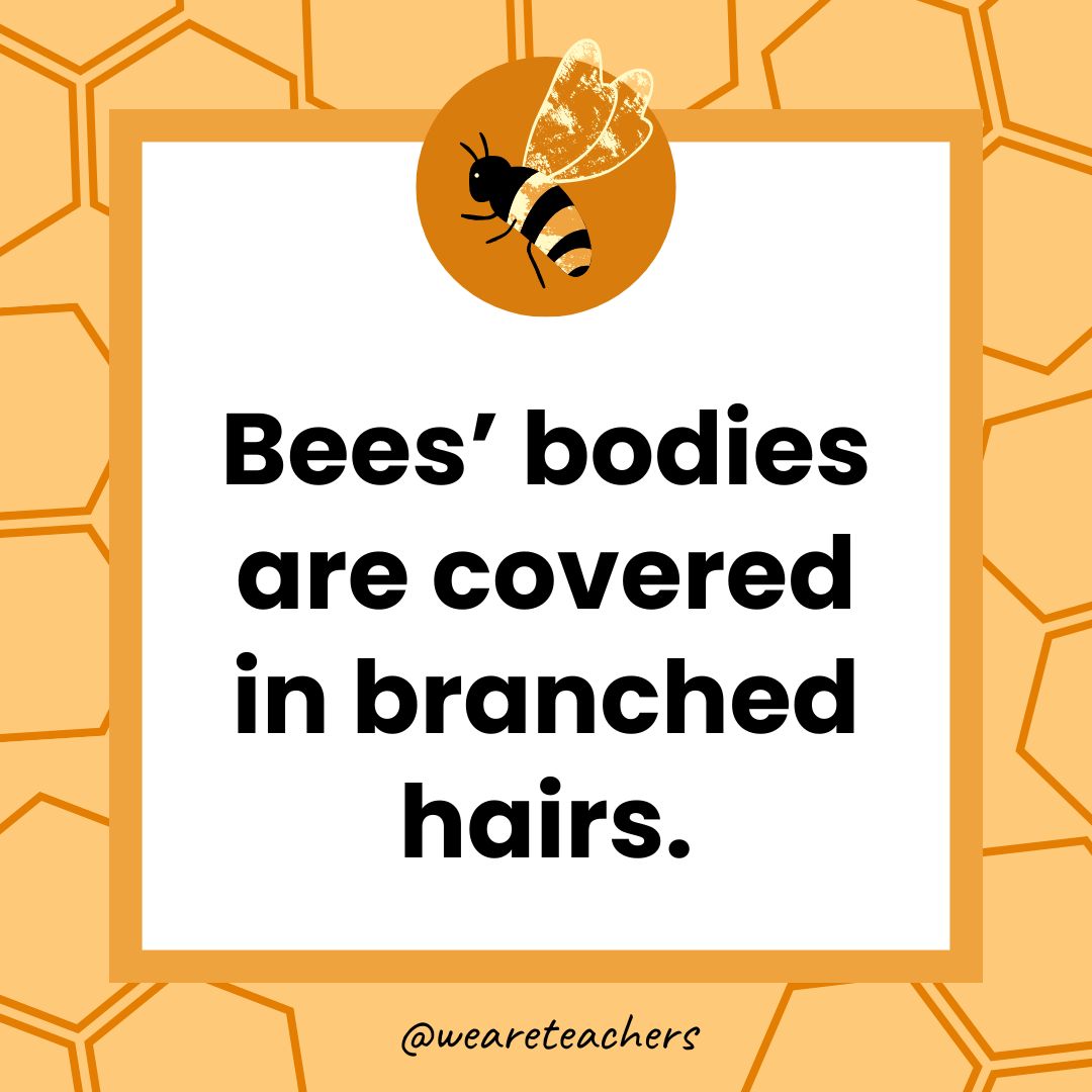 36 Buzzworthy Facts About Bees