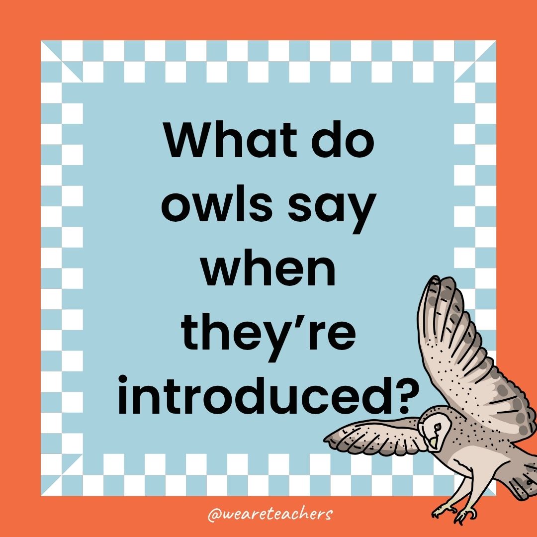 80 Owl Jokes That Are a Hoot