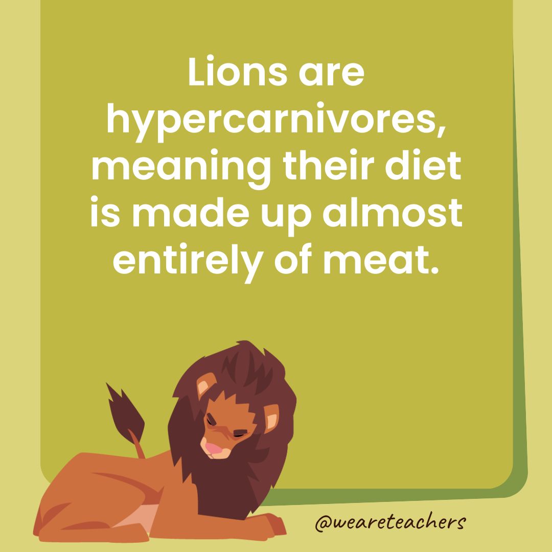 25 Roaringly Enjoyable Information About Lions - Faberk
