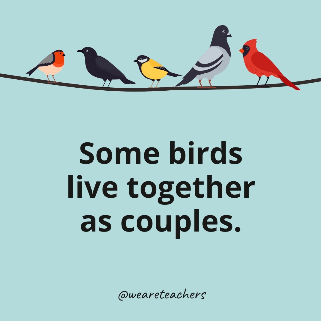 25 Incredible Bird Facts To Share With Your Students - Universal ...